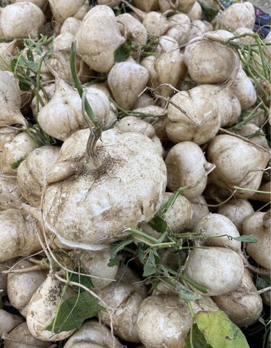 100 SEEDS Singkamas /Mexican Yam Bean Root, Cu Dau, Man Kaew for ...
