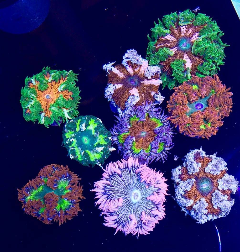 Ultra Rock Flower Anemone RFA | eBay