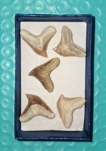Ancient Predators Fossilized Tiger Shark Teeth from Boujdour’s ...