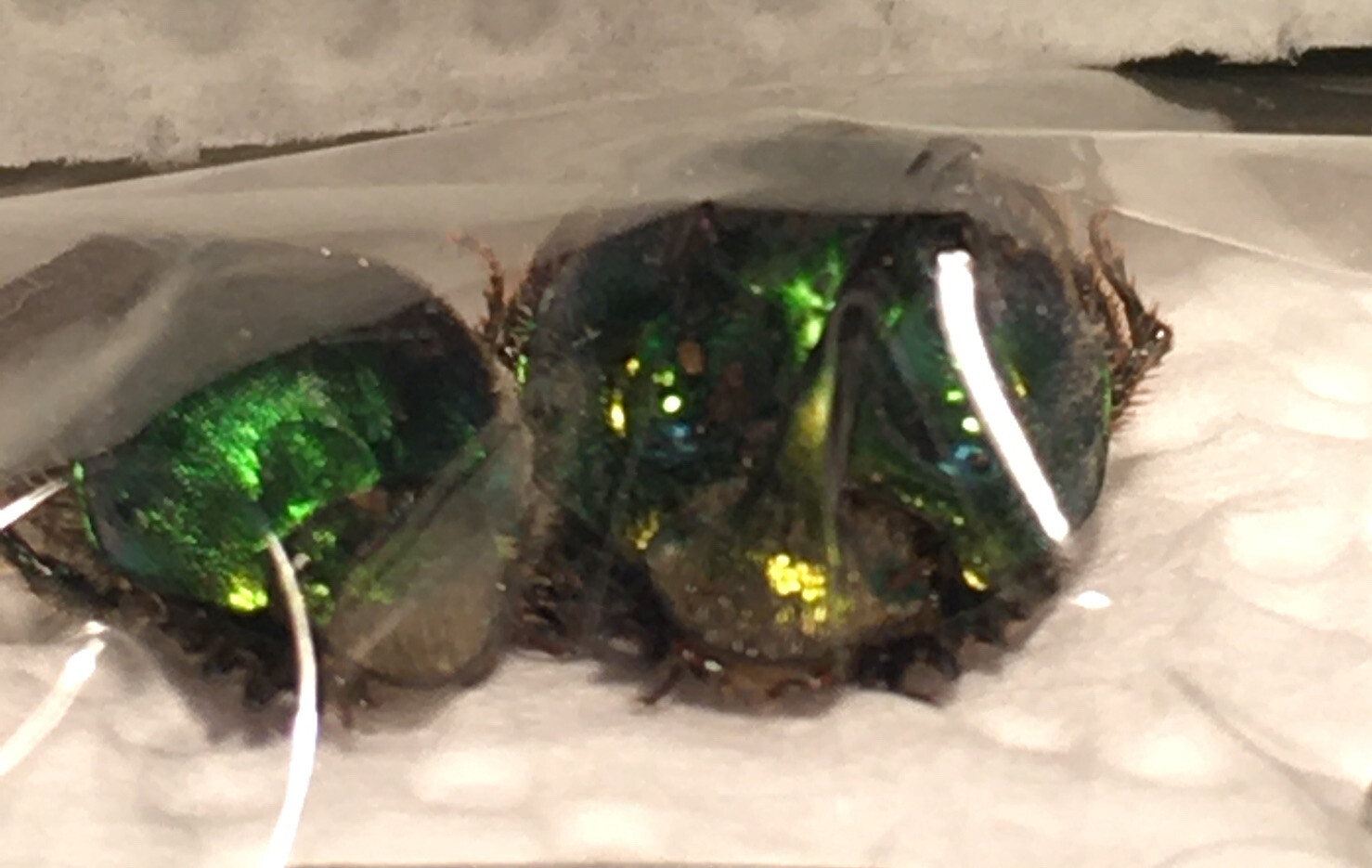 Scarabaeidae Proagoderus Lujendae Pair XL Ref 3145 | eBay