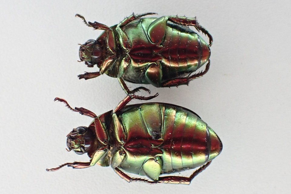 j98461. Insects, Rutelidae sp. Vietnam, Nghe An | eBay
