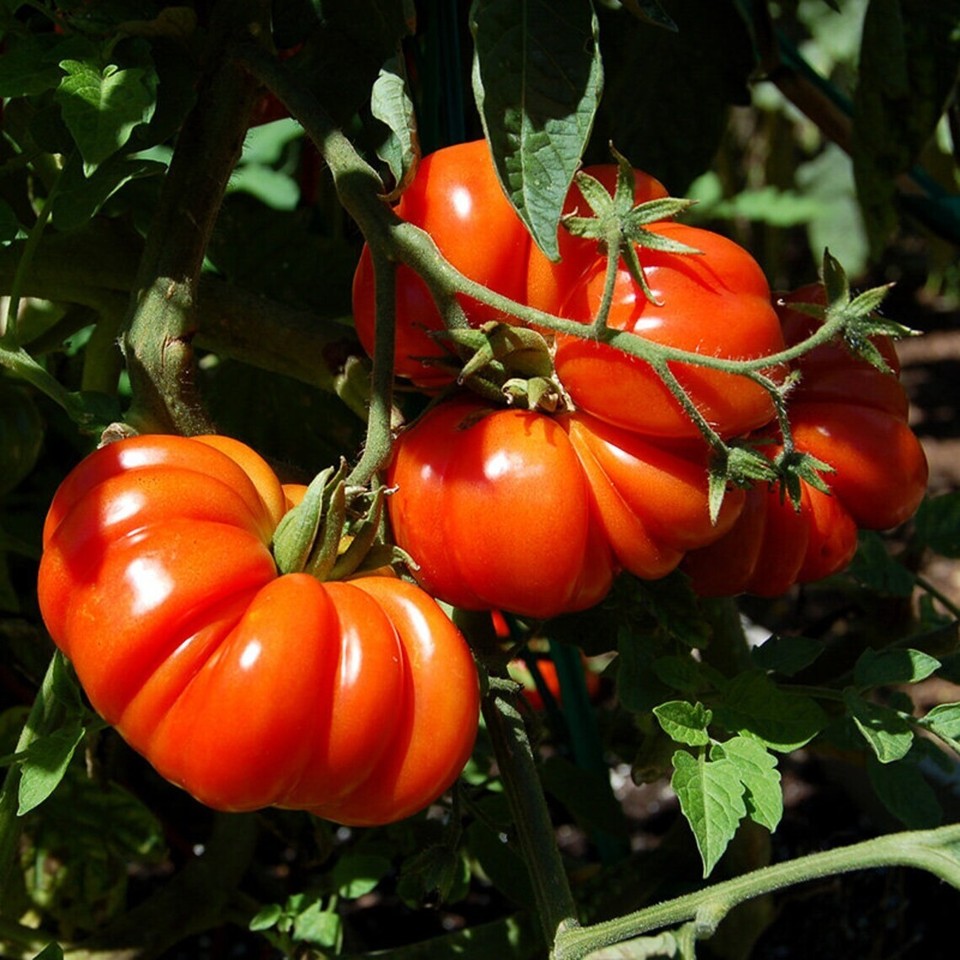 Costoluto Genovese Tomato Seeds, Italian Ribbed, 20, Non-GMO , Free ...