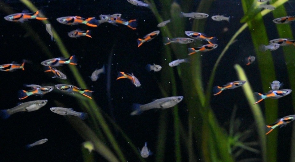 Live Fish Guppy-15 Fry Juvenile Pure Black Bar Endlers | eBay