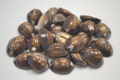 25+ PCS DRILLED HOLE HUMPBACK CYPRAEA MAURITIANA COWRIE SEA SHELL #T ...