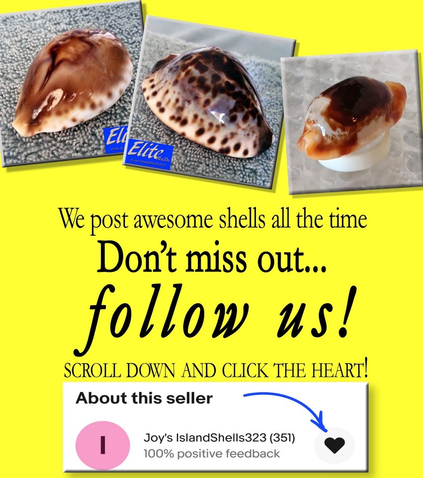 Cypraea jenneria pustulata #3 22.1mm BIG! GORGEOUS BEAUTY from Panama | eBay