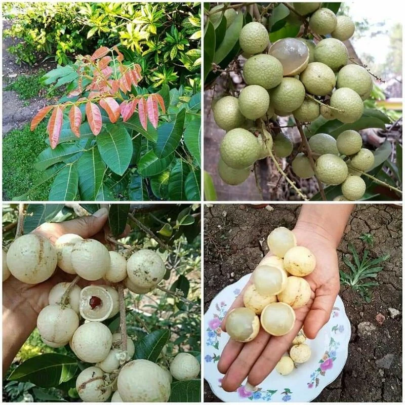 Longan Fruit Tree