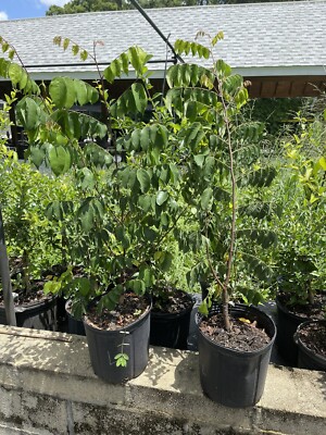 STARFRUIT TREE (grafted) 3 Gallon 3 Feet Tall. | eBay