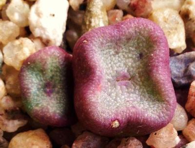 Conophytum cubicum, rare mesemb exotic succulents seed living stones ...