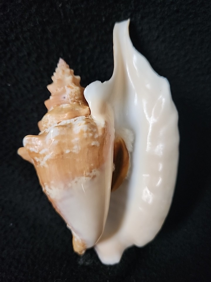 STROMBUS GALLUS seashell PUERTO RICO 121mm - LIVE TAKEN! | eBay