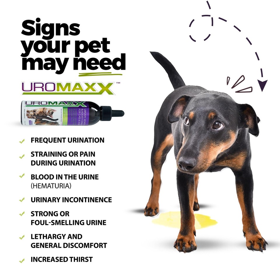 UroMAXX, Cat Dog Urinary Tract Treatment, Bladder Kidney Support for ...