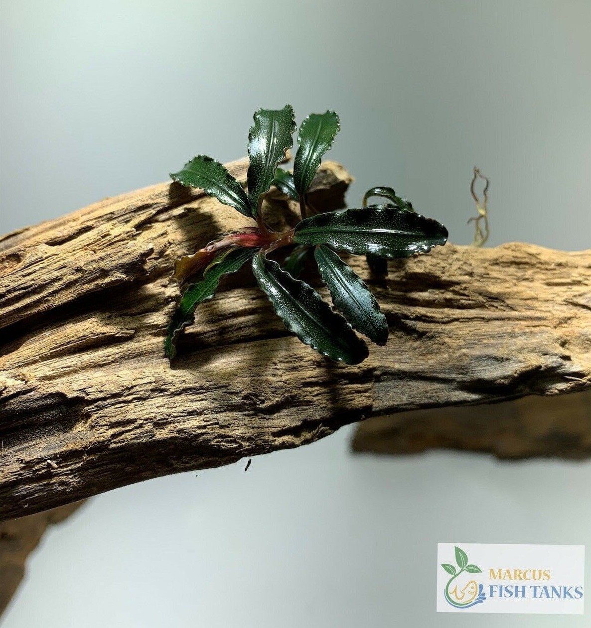 Bucephalandra Godzilla Buce Godzilla Easy Live Aquarium Plant BUY 2 GET ...
