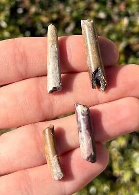 Pterosaur Flying Dinosaur Teeth LOT OF 4 from Niger Fossil Cretaceous ...
