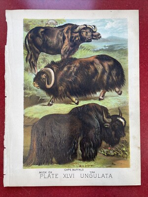1880 Art Lithograph Print Johnson's Mammalia UNGULATA Musk Ox Yak Cape ...