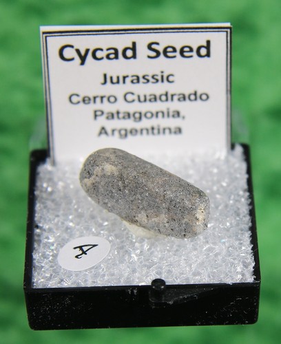 Fossil Cycad Seed – Argentina | eBay