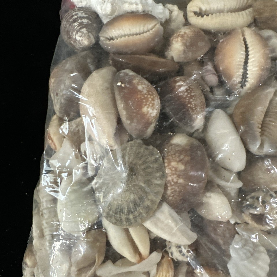 Tiny Seashell Collection Mixed Types Self Collected Guam 1969 (S203) | eBay
