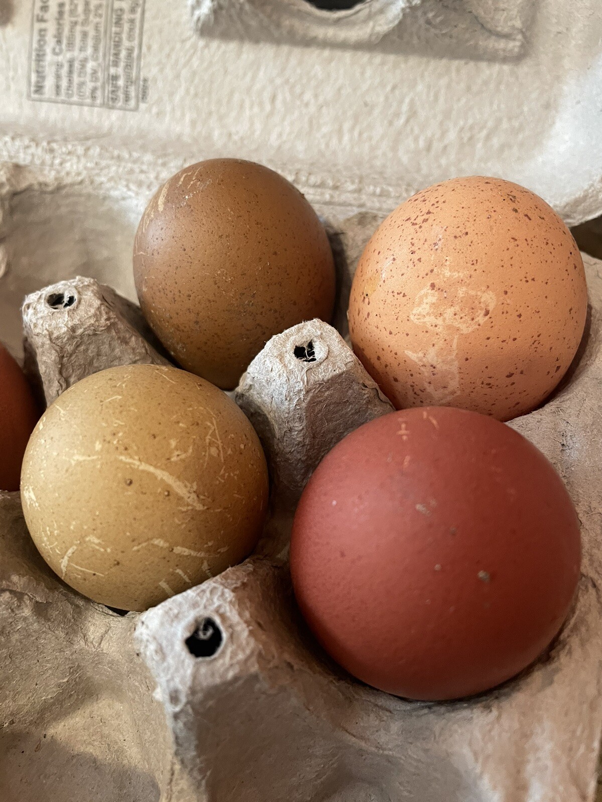 12+ Fertile Chicken Hatching Eggs Rainbow Mix Black Copper Maran Easter Egger | eBay