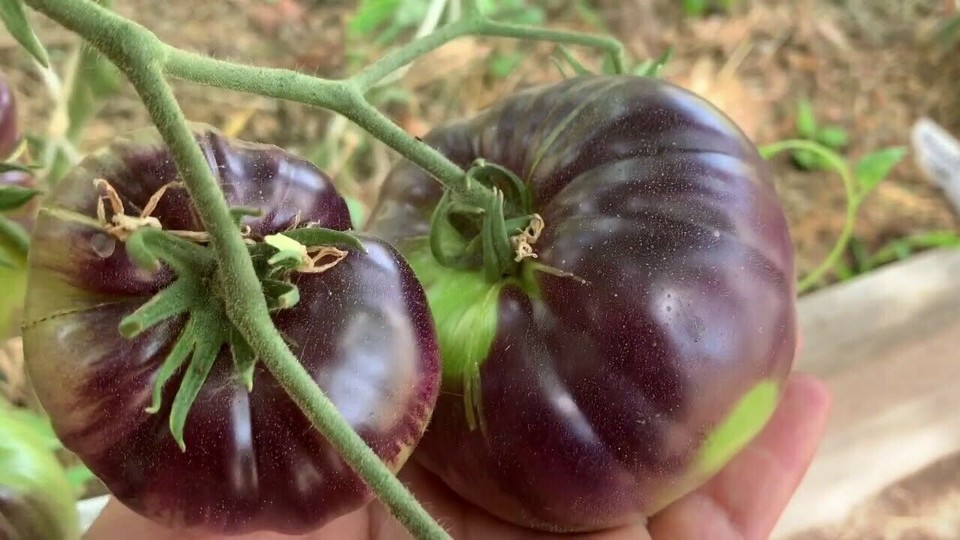 1 Pack 200 Rare Violet Tomato Seeds Lycopersicon Organic Vegetable ...