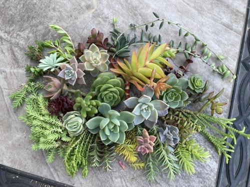 100 Assorted Succulent Cuttings 30+Assorted Varieties | eBay