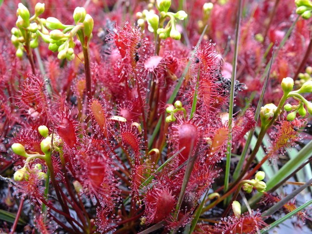 Photo A2 Oblong-leaved Sundew, Stoborough Heath Wareham This tiny plant ...