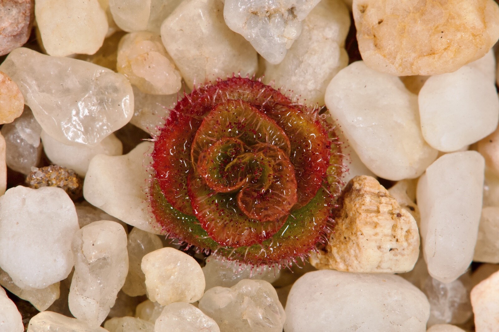 Drosera zonaria tuber, carnivorous plant, very rare, sundew | eBay
