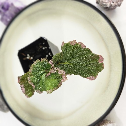 Begonia U012, Exact Plant Ships Nationwide | eBay