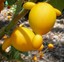 NIPPLEFRUIT exotic Solanum mammosum Titty rare Fruit cow's udder seed ...