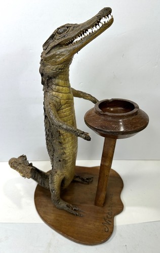 Vtg Novelty Taxidermy Alligator Standing Full Body Mount Butler with ...