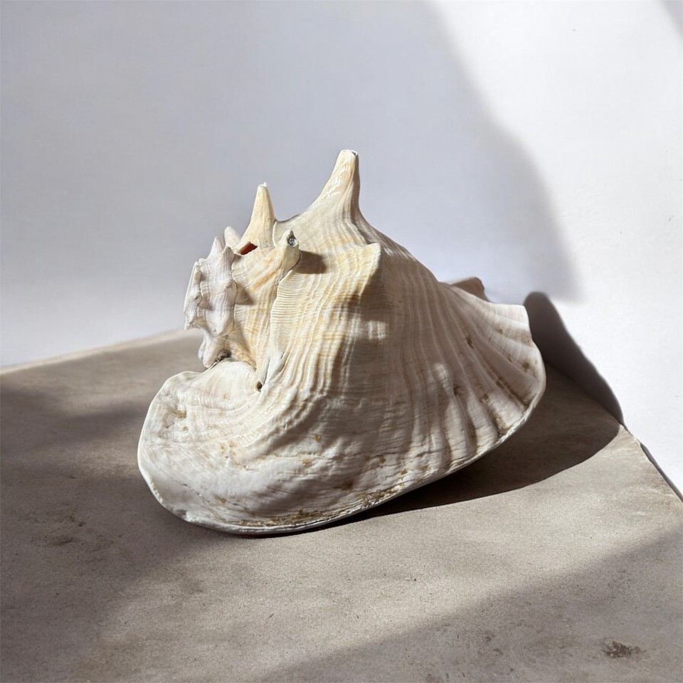 Large Pink Conch Shell from the Southern Yucatán Peninsula | eBay