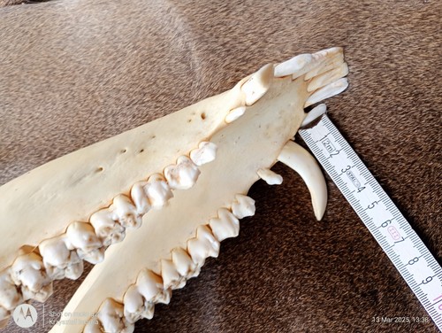 One Wild Boar Hog Skull Lower Jaw With Complete Set Of Teeth Fangs ...