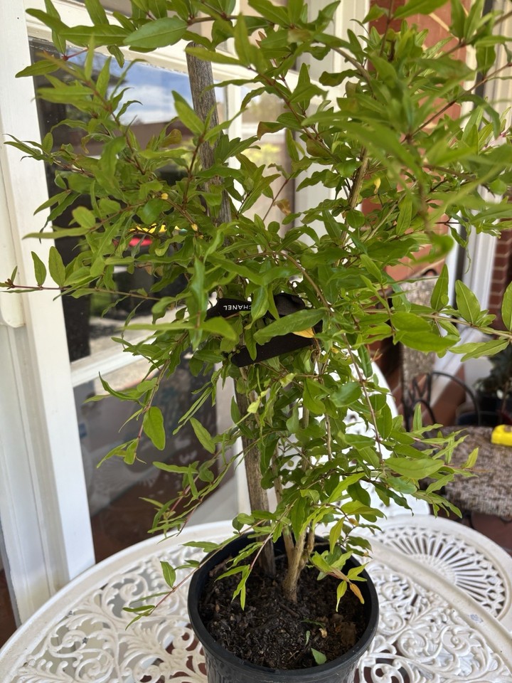 Pomegranate Tree Seedling H 75 Cm W 40 Cm Pickup Caulfield | eBay Australia