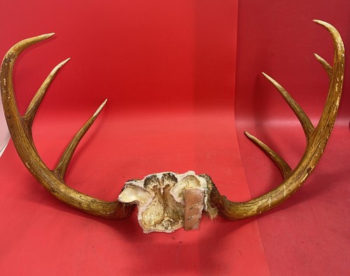 Giant Wild 9 Point Wide Heavy Whitetail Rack Skull Taxidermy Antlers | eBay