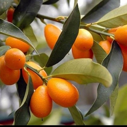 Grafteds Citrus KUMQUAT Tropical Fruit Tree Ship DHL (Best Sellers) | eBay