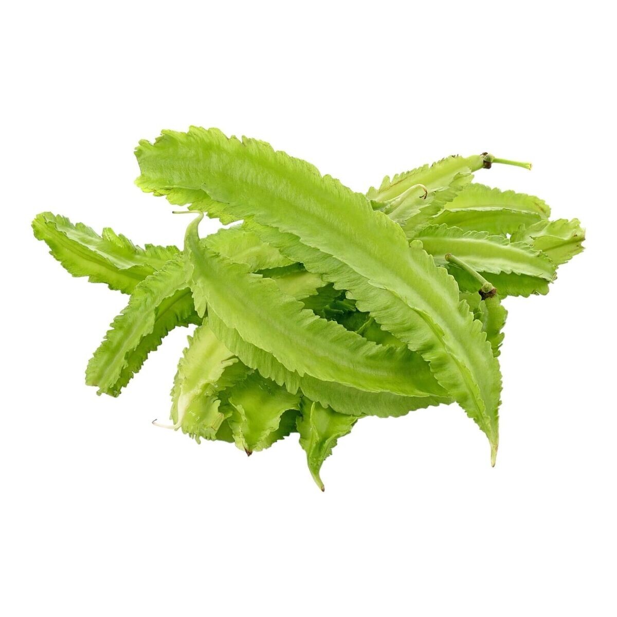 100 Dau Rong Dragon Bean Seed Winged Bean Organic Đậu Rồng FREE ...