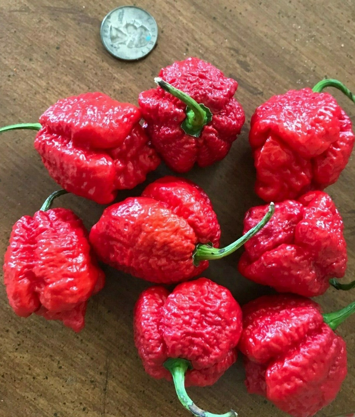 APOCALYPSE SCORPION RED CHILI LOT OF 3 Super Hot Pepper LIVE PLANTS ...