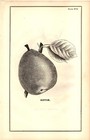 Report of the Commissioner of Agriculture 1862 Pears Buffum / Doyenne ...
