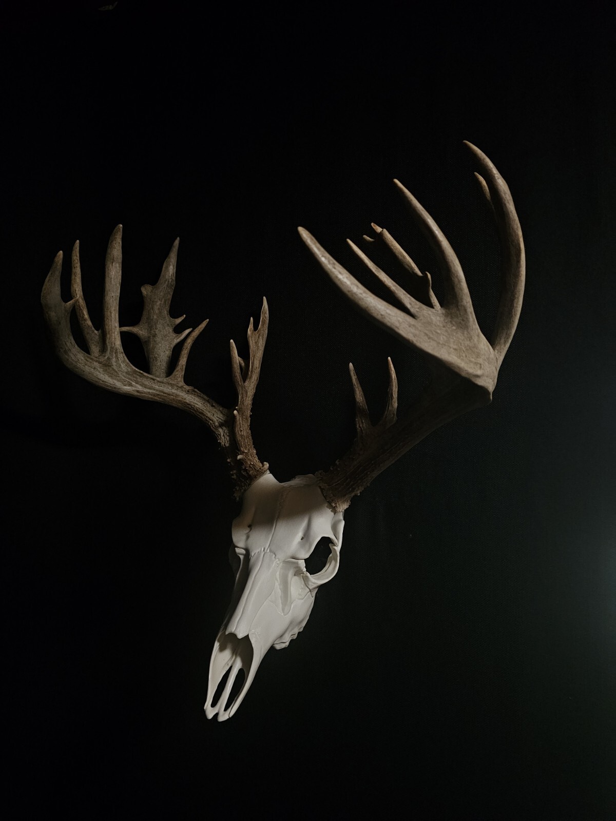 HUGE 180" Whitetail Deer Shed Antlers Skull 23 Point Buck! Wedding ...