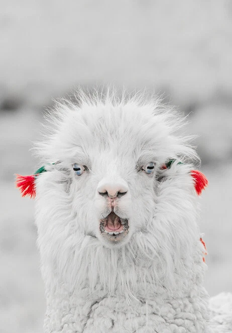 Funny Looking Llama