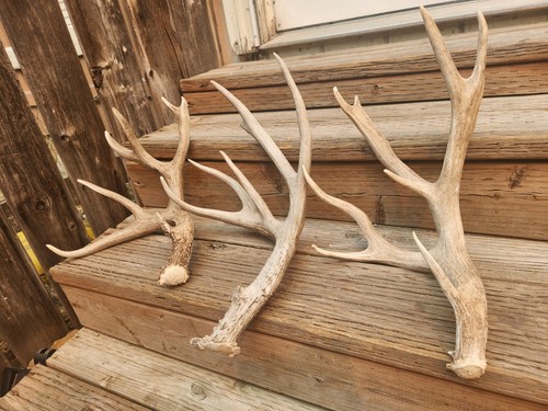 Non Typical Mule Deer Antlers Sheds Cabin Decor | eBay