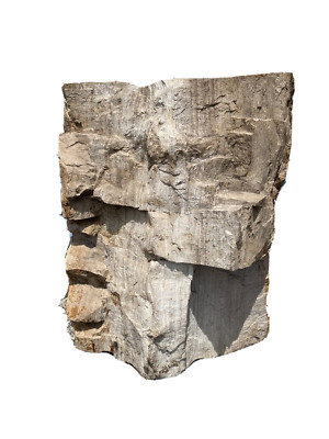 Rare Petrified Wood Trunk Bark 163 lbs Fossil 16"x14" | eBay