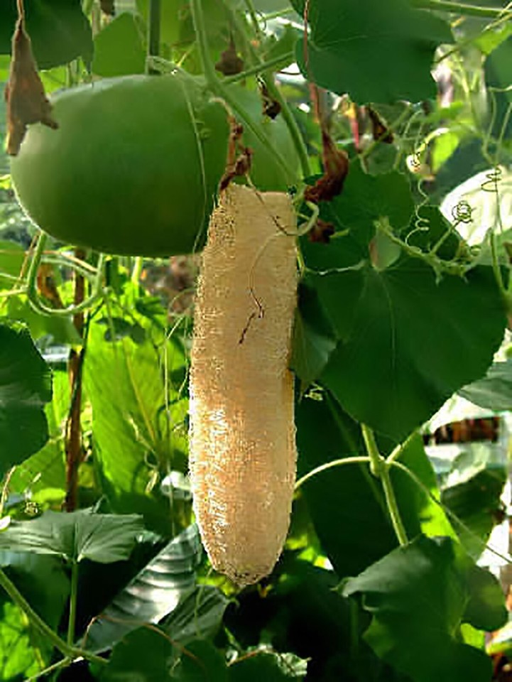 Smooth Loofah, Luffa aegyptiaca, Gourd Seeds | eBay