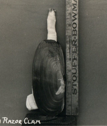 PACIFIC RAZOR CLAM PUGET SOUND WA. RPPC ELLIS PHOTO POSTCARD | eBay