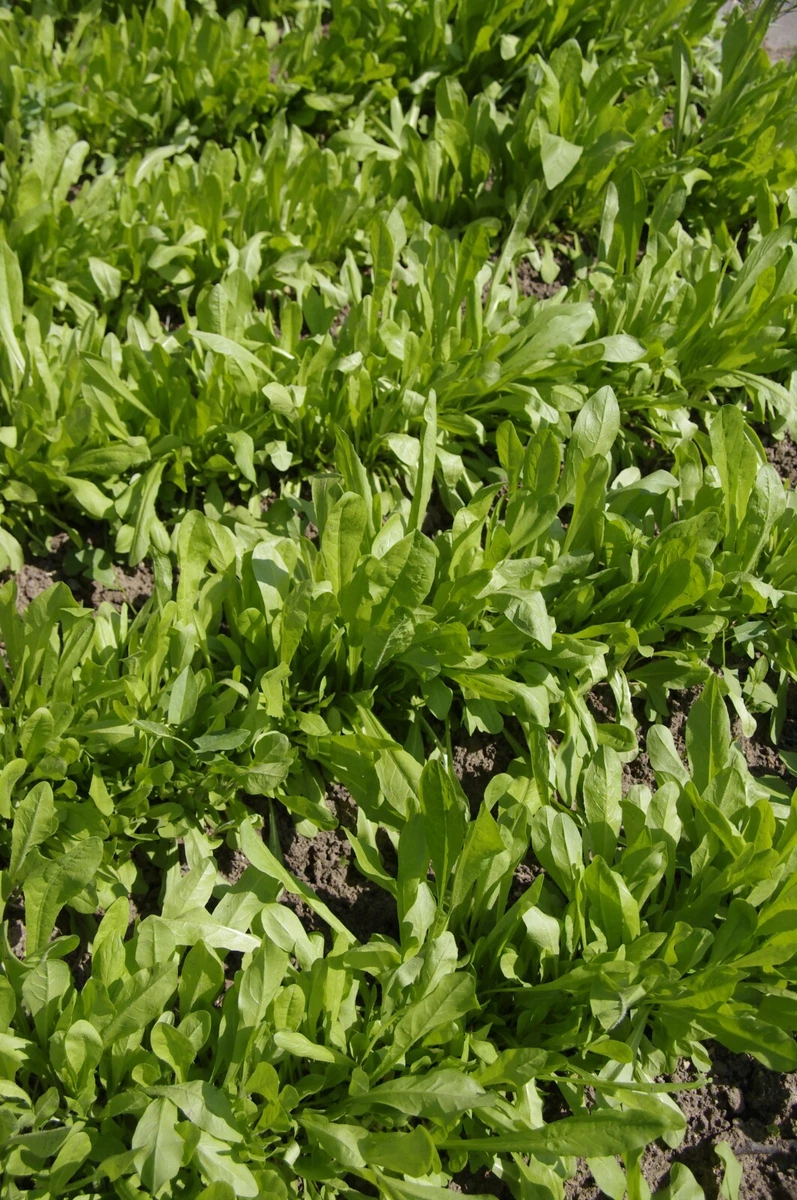 Chicory Food Plot
