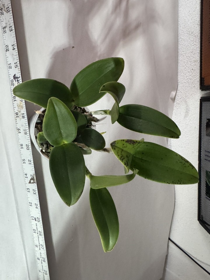 Rhyncholaeliocattleya Yuan Dung Python “Passion Fruit” Orchid plant BS ...