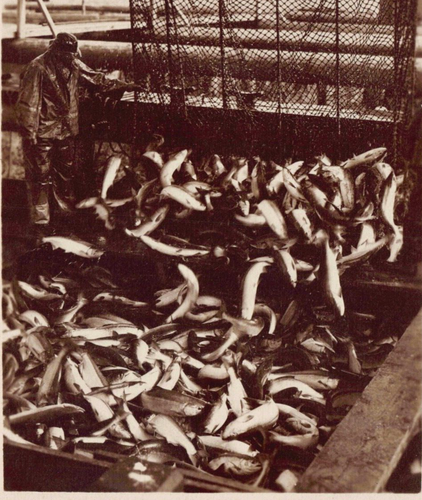 AZO RPPC Postcard Salmon Fish Boat Net Man Dock photo fishing | eBay