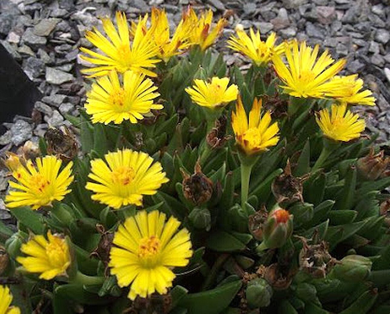 BERGERANTHUS VESPERTINUS, USINE À GLACE DE BERGER 30 graines | eBay