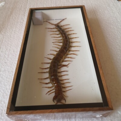 Framed Centipedes Collection in Wood & Glass Frame – 5" x 12" | eBay