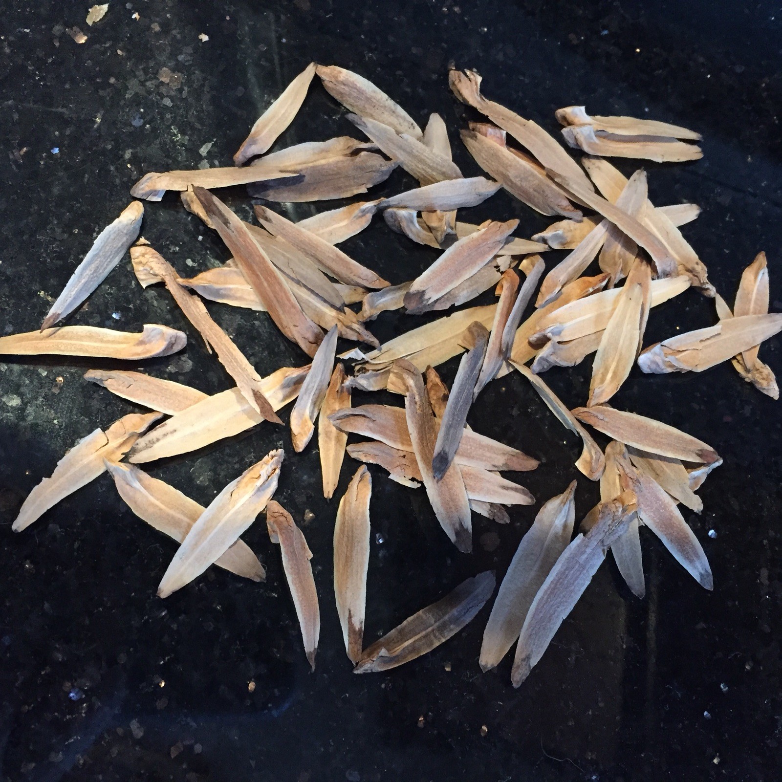 Tulip Tree Seeds