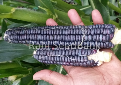 Black Aztec Corn - A Dark, Mysterious & Sweet Black Heirloom Corn ...