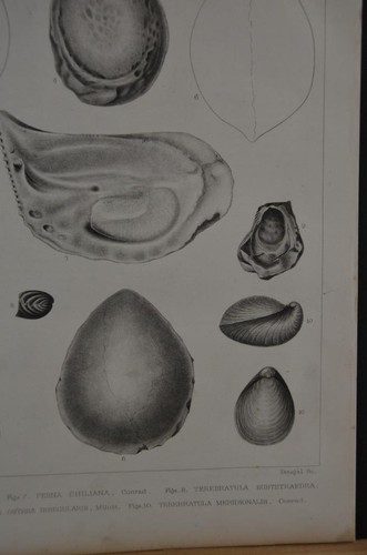 Sea Shell Lithograph South American Science 1855 Antique US Naval ...