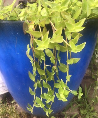 9 BEAUTIFUL Green Inch Plant Cuttings/ Wandering Jew / Tradescantia ...